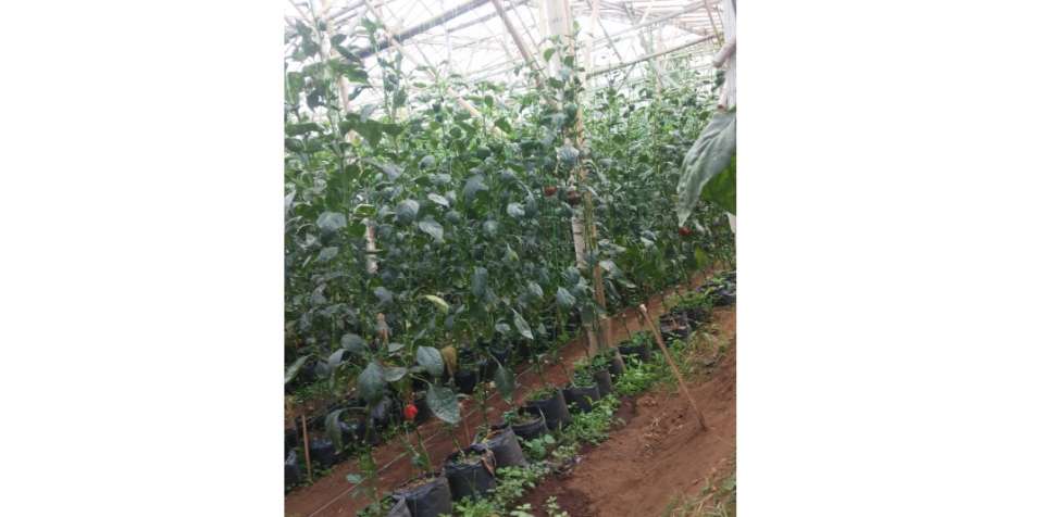 Ingin Investasi di Kebun Paprika?