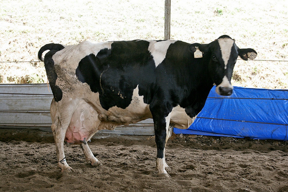 Greenfields Boyong 8.000 Sapi Hostein ke Malang