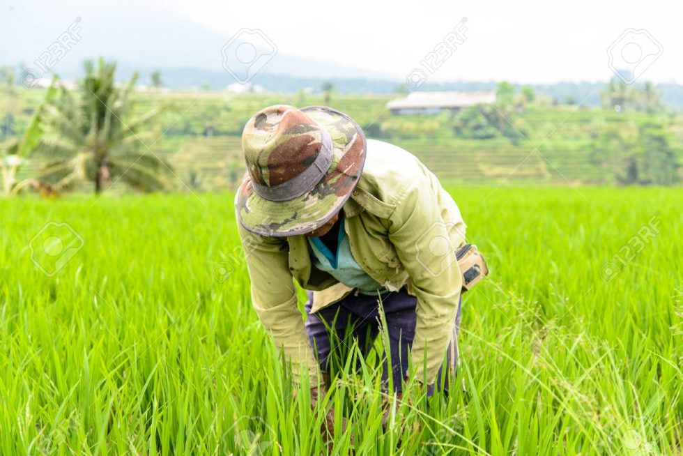 Peringati Hari Tani Nasional, Apakah Ada Asuransi Petani?