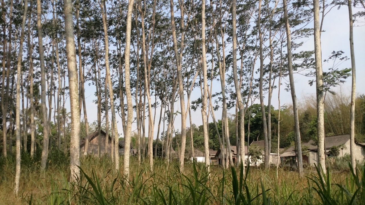 CSR Sampoerna Kayoe Tanam Pohon ke-67 Juta