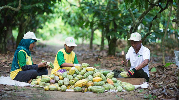 Cara Mondelēz Berdayakan Petani Kakao